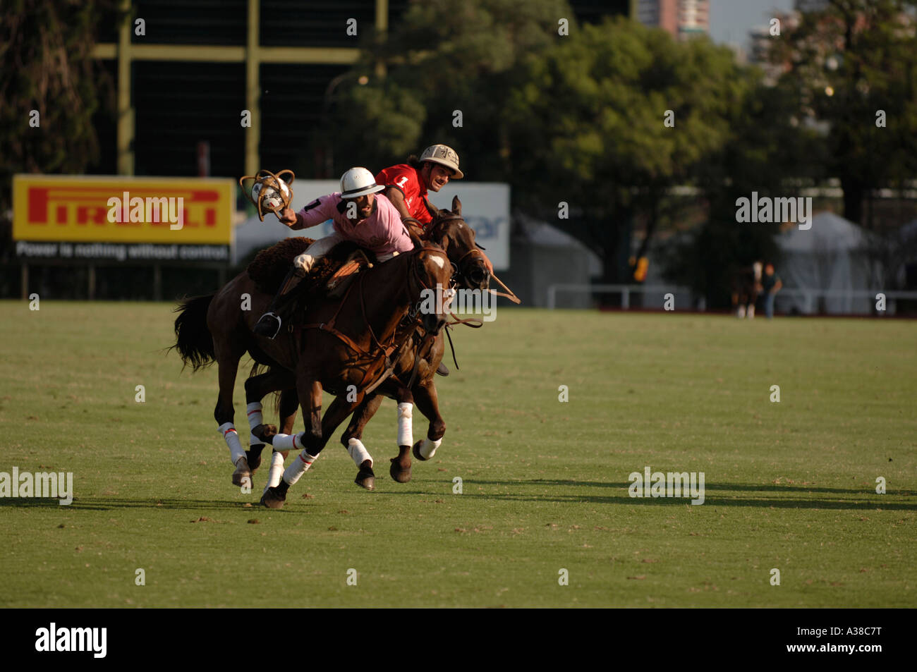 Pato horse hi-res stock photography and images - Alamy