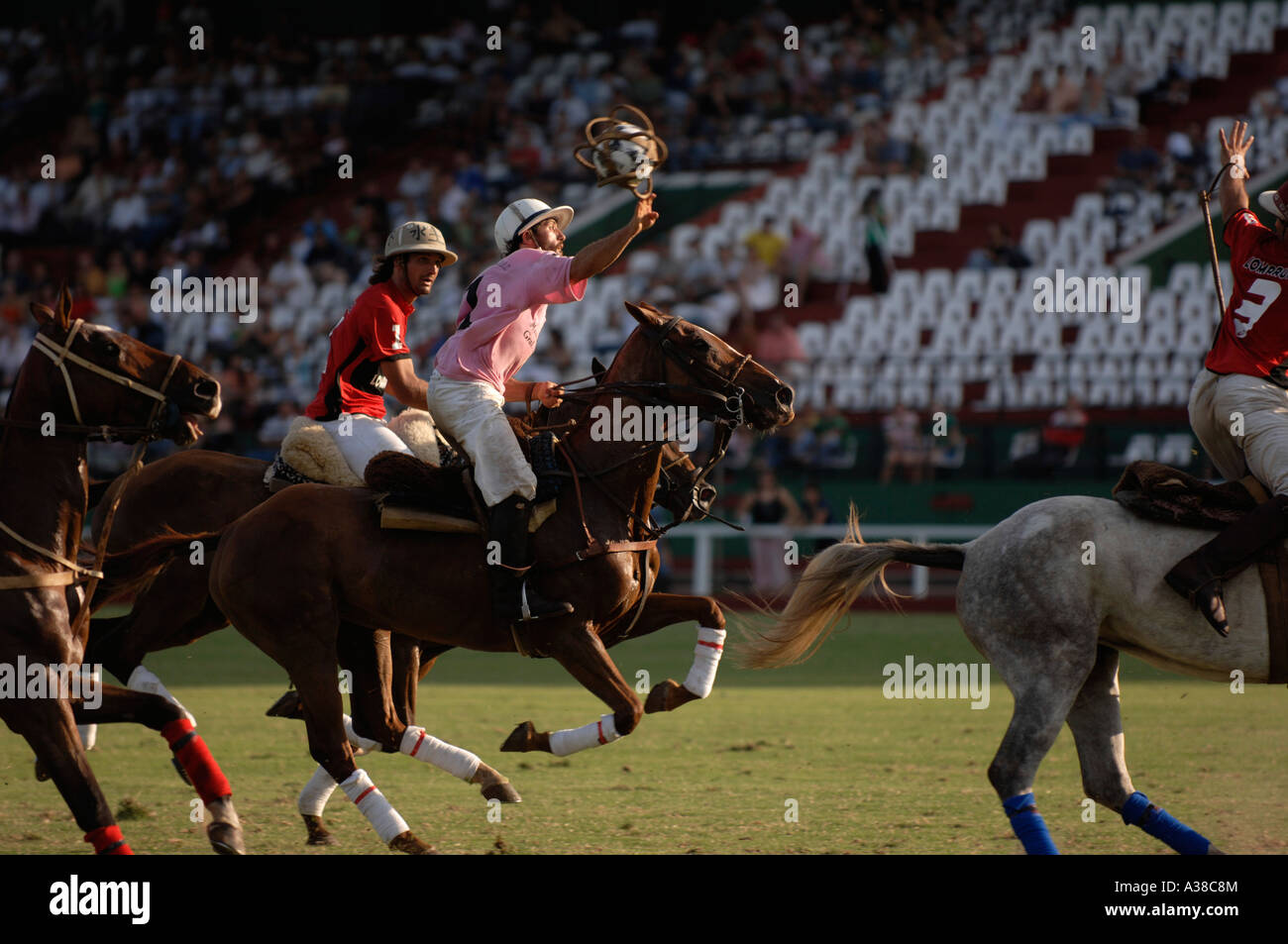 Pato horse hi-res stock photography and images - Alamy