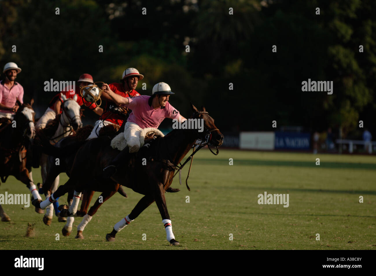 Pato horse hi-res stock photography and images - Alamy