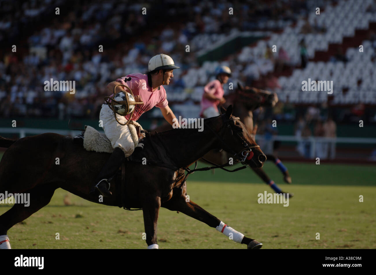 Pato horse hi-res stock photography and images - Alamy