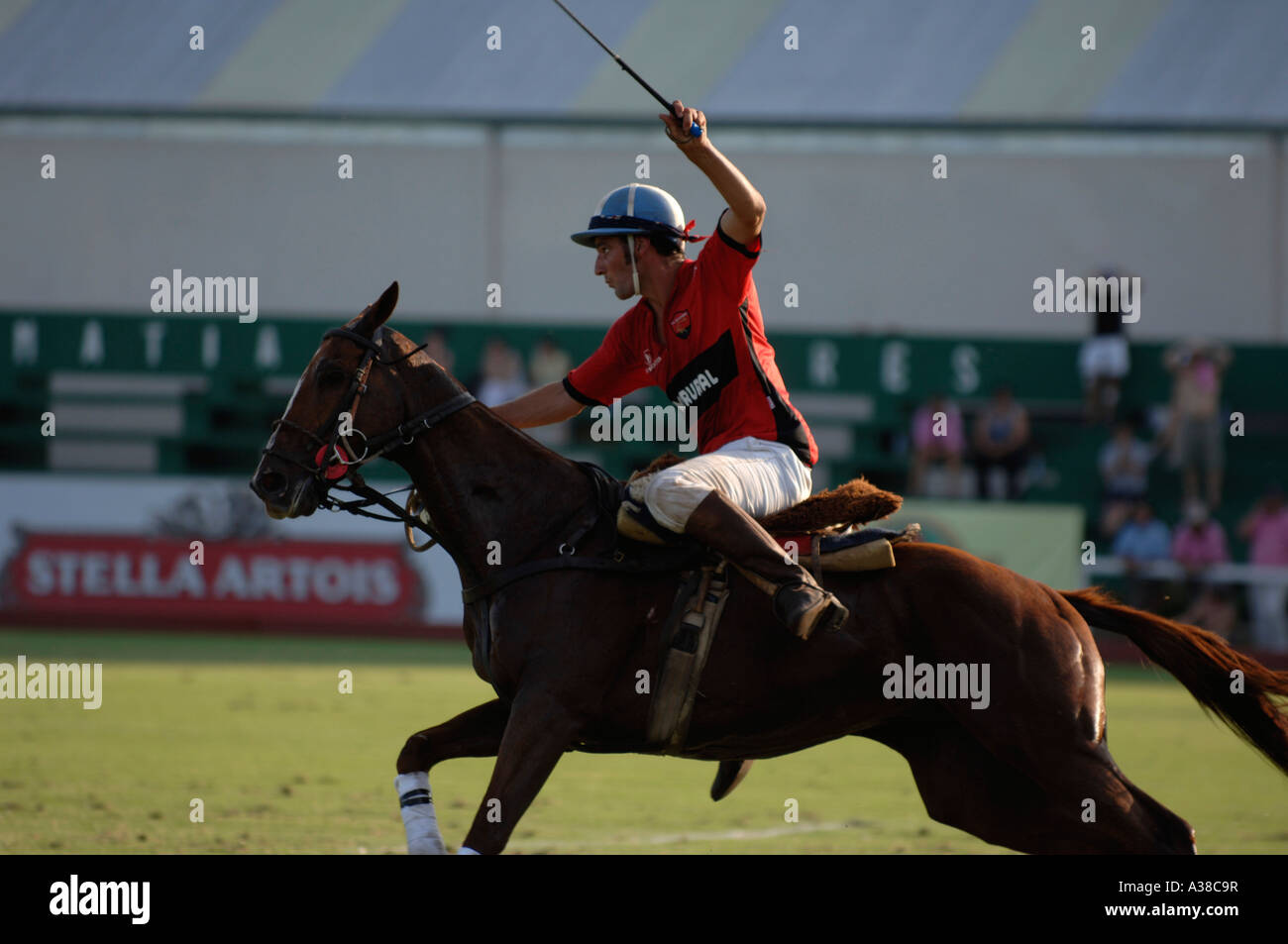 Pato horse hi-res stock photography and images - Alamy