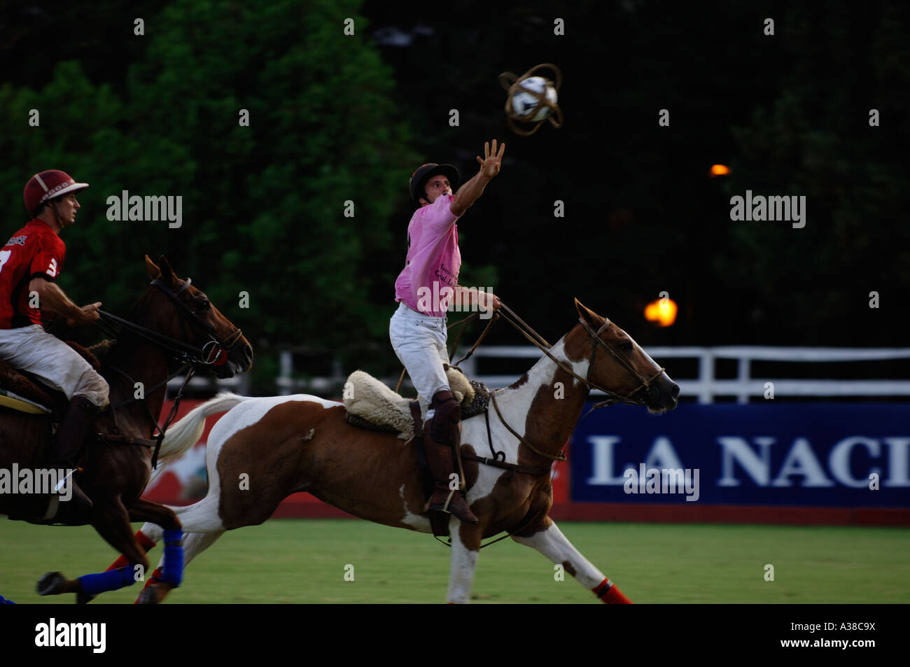 Pato argentina hi-res stock photography and images - Alamy