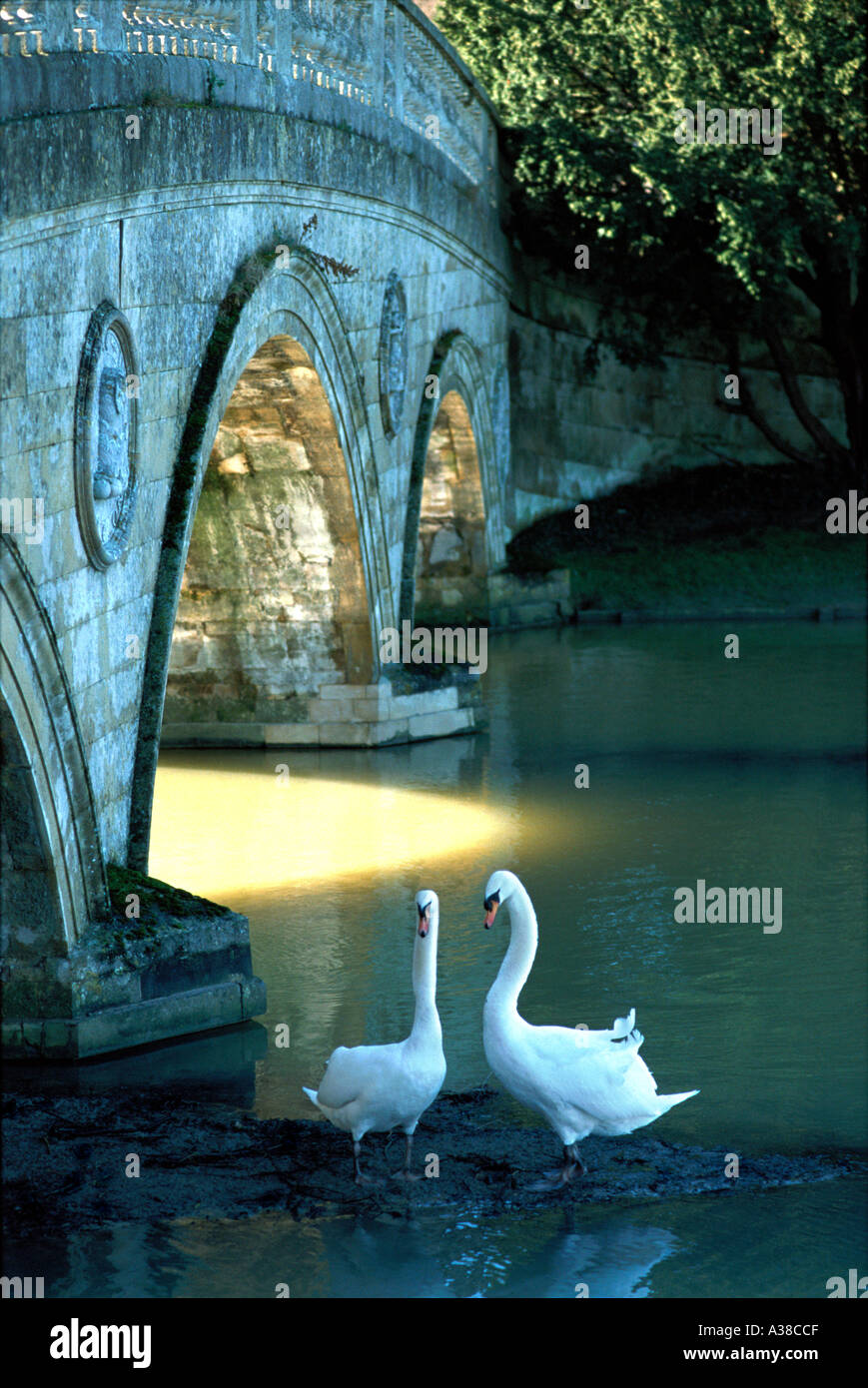Full swan family two hi-res stock photography and images - Alamy