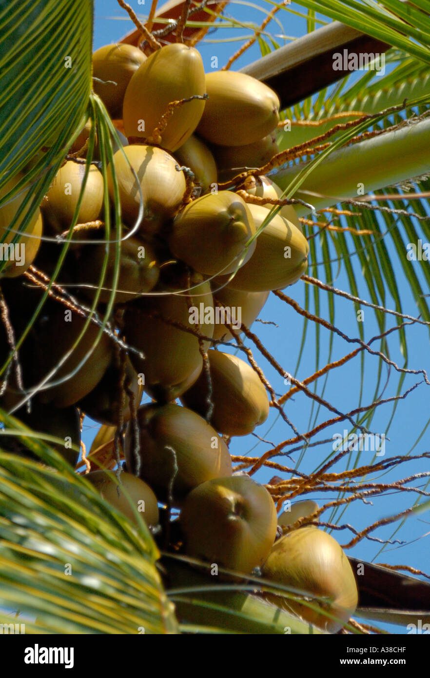 Is the edible fruit of the coconut palm hi-res stock photography and ...