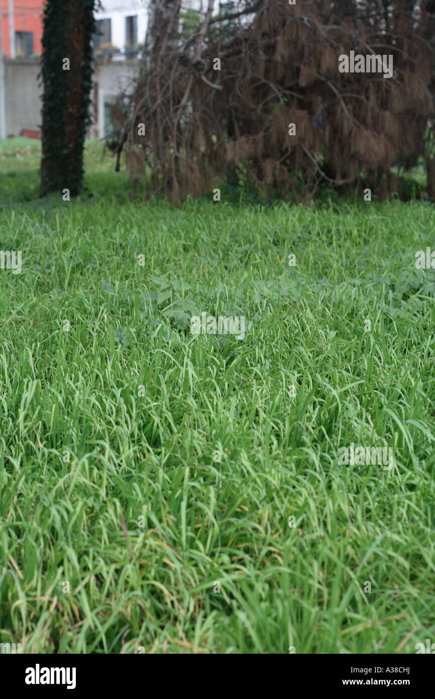 Overgrown grassy area Stock Photo - Alamy