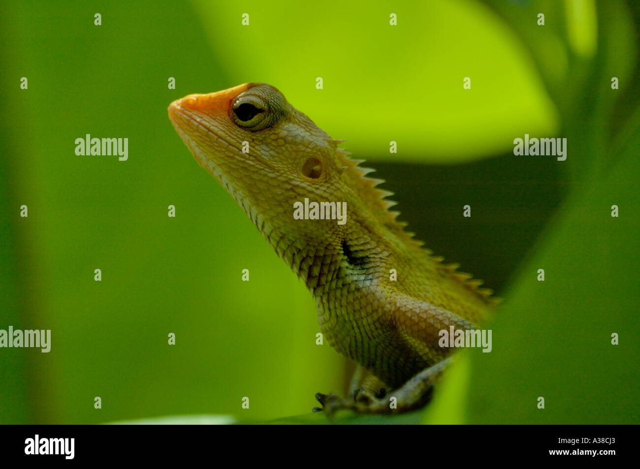 lizard in green bushes , Maldives Stock Photo - Alamy
