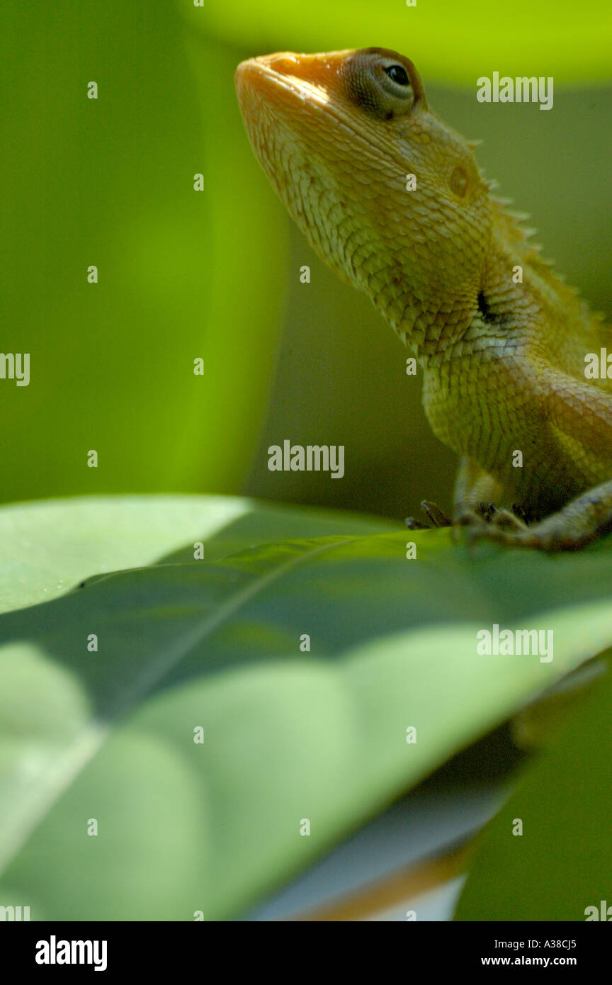 Sunbathing lizard hi-res stock photography and images - Alamy