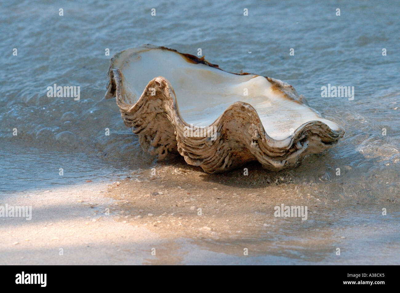 Tridacna shell on the beach of Indian ocean Stock Photo - Alamy