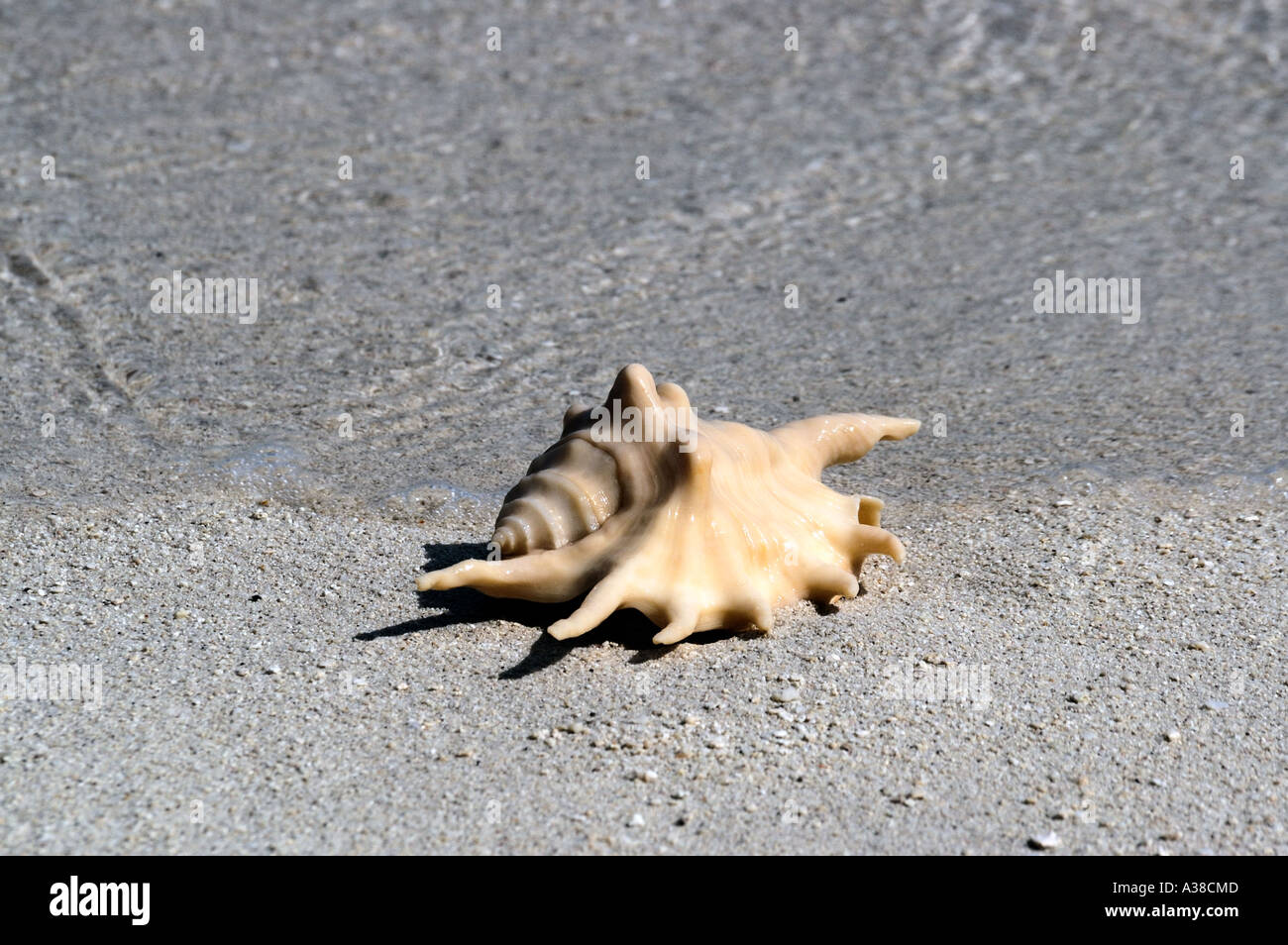 Spidershall hi-res stock photography and images - Alamy