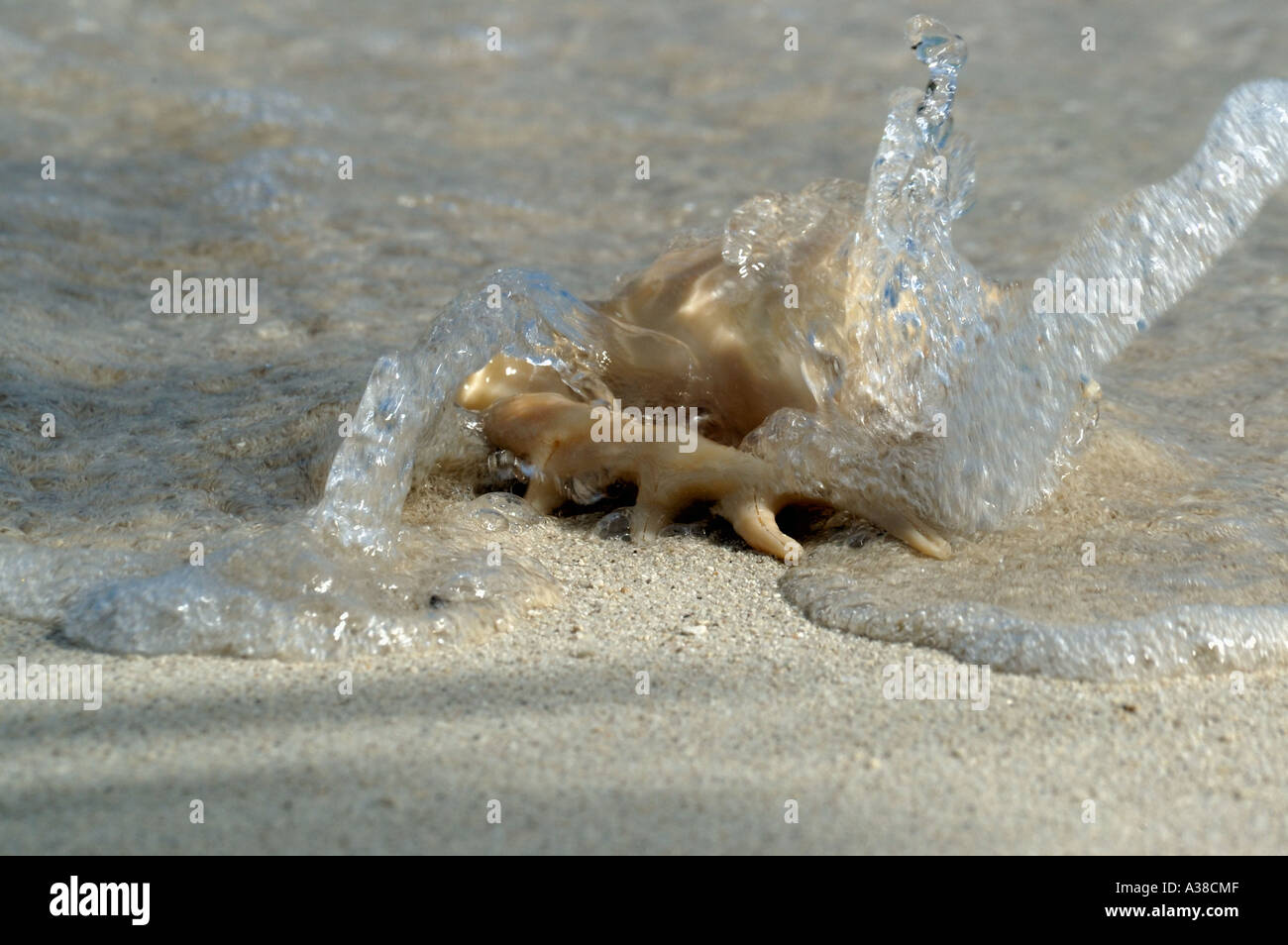 Spider seashell on water edge Stock Photo - Alamy
