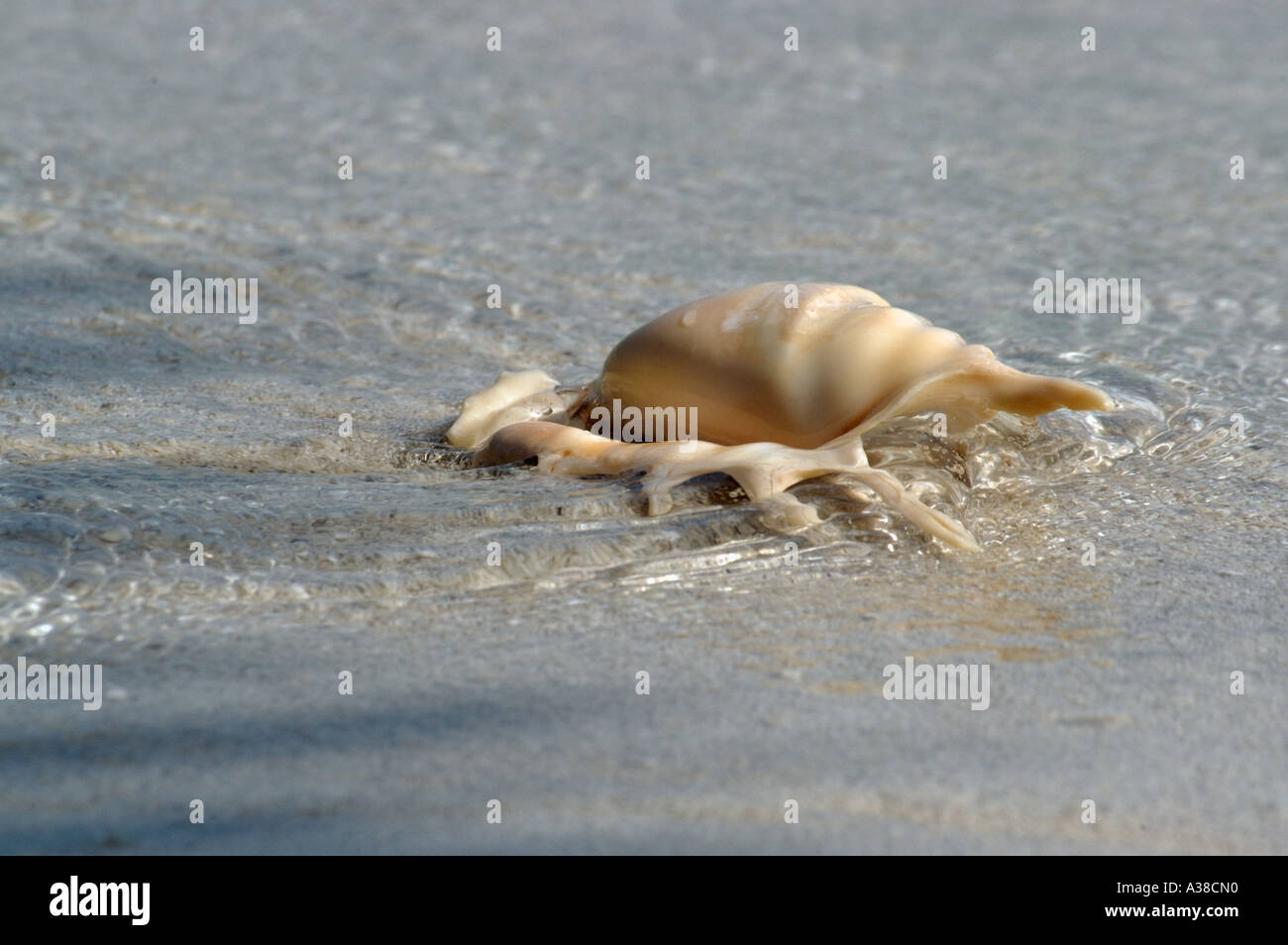 Spider shell hi-res stock photography and images - Alamy