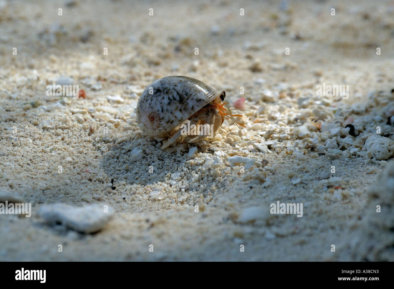 small hermit crab Stock Photo - Alamy