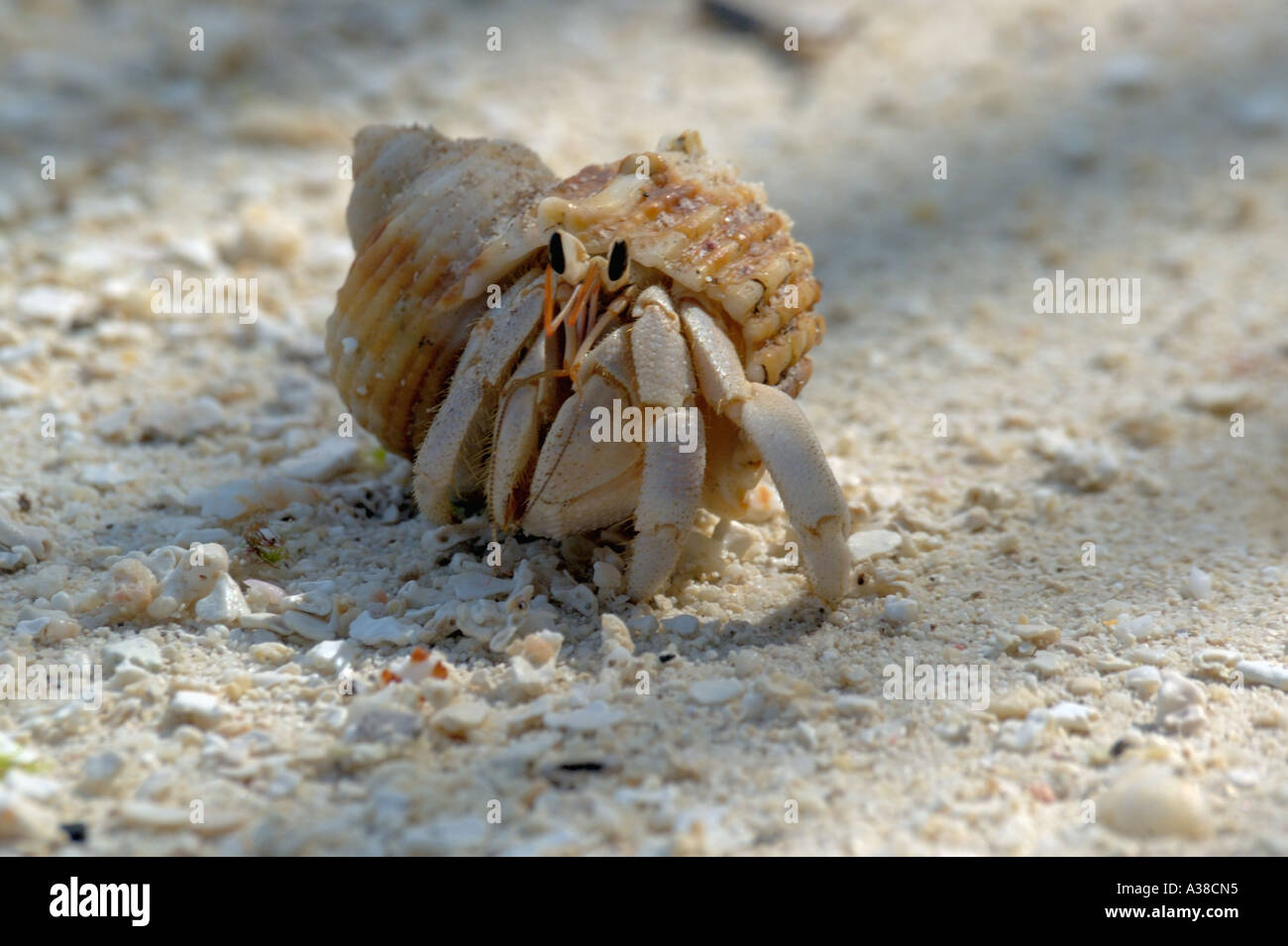 Diogenes hermit crab hi-res stock photography and images - Alamy