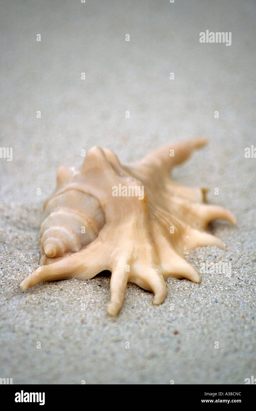 Spider shell hi-res stock photography and images - Alamy