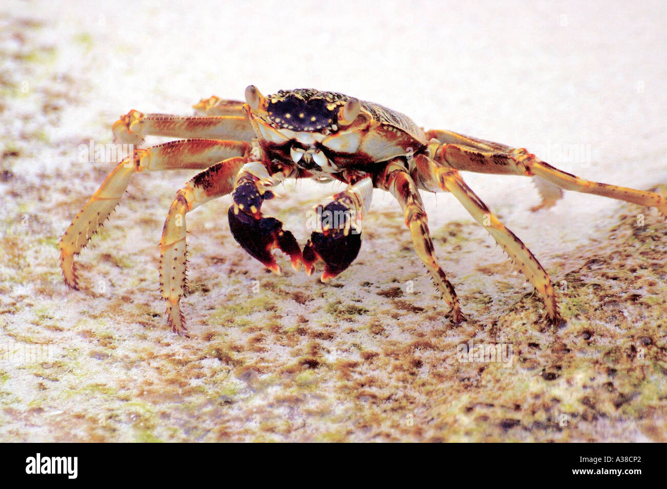 Crustaceans exoskeleton hi-res stock photography and images - Alamy