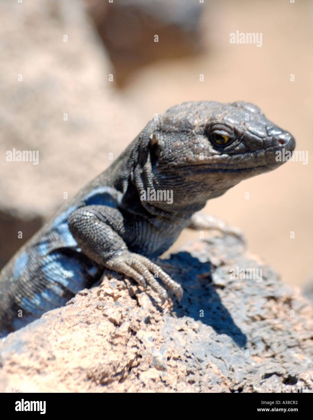 Gallotia galloti, wall lizard endemic to Tenerife Stock Photo - Alamy