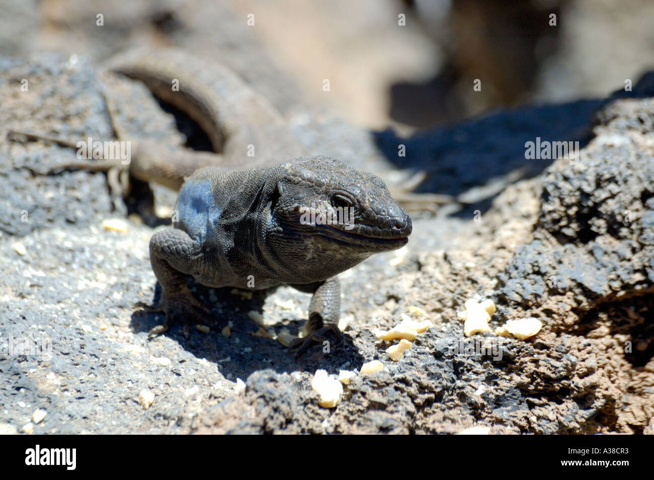 Southern Tenerife lizard (Gallotia galloti galloti Stock Photo - Alamy