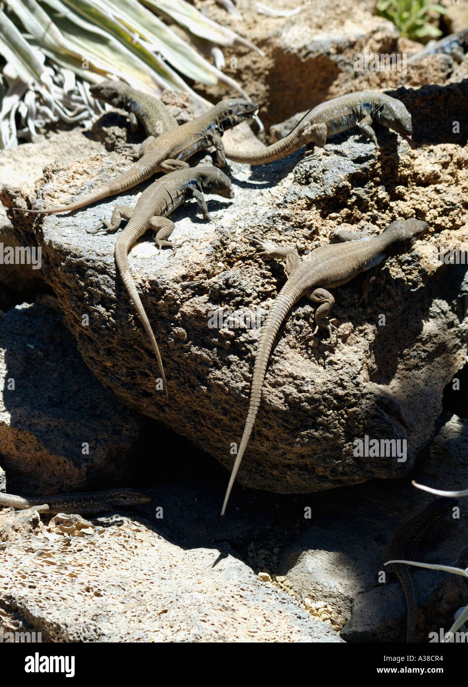 Four lizards basking on lava rocks Stock Photo - Alamy