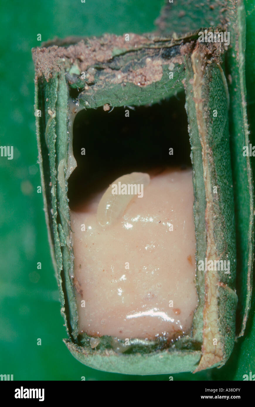 Growing behavior hi-res stock photography and images - Alamy