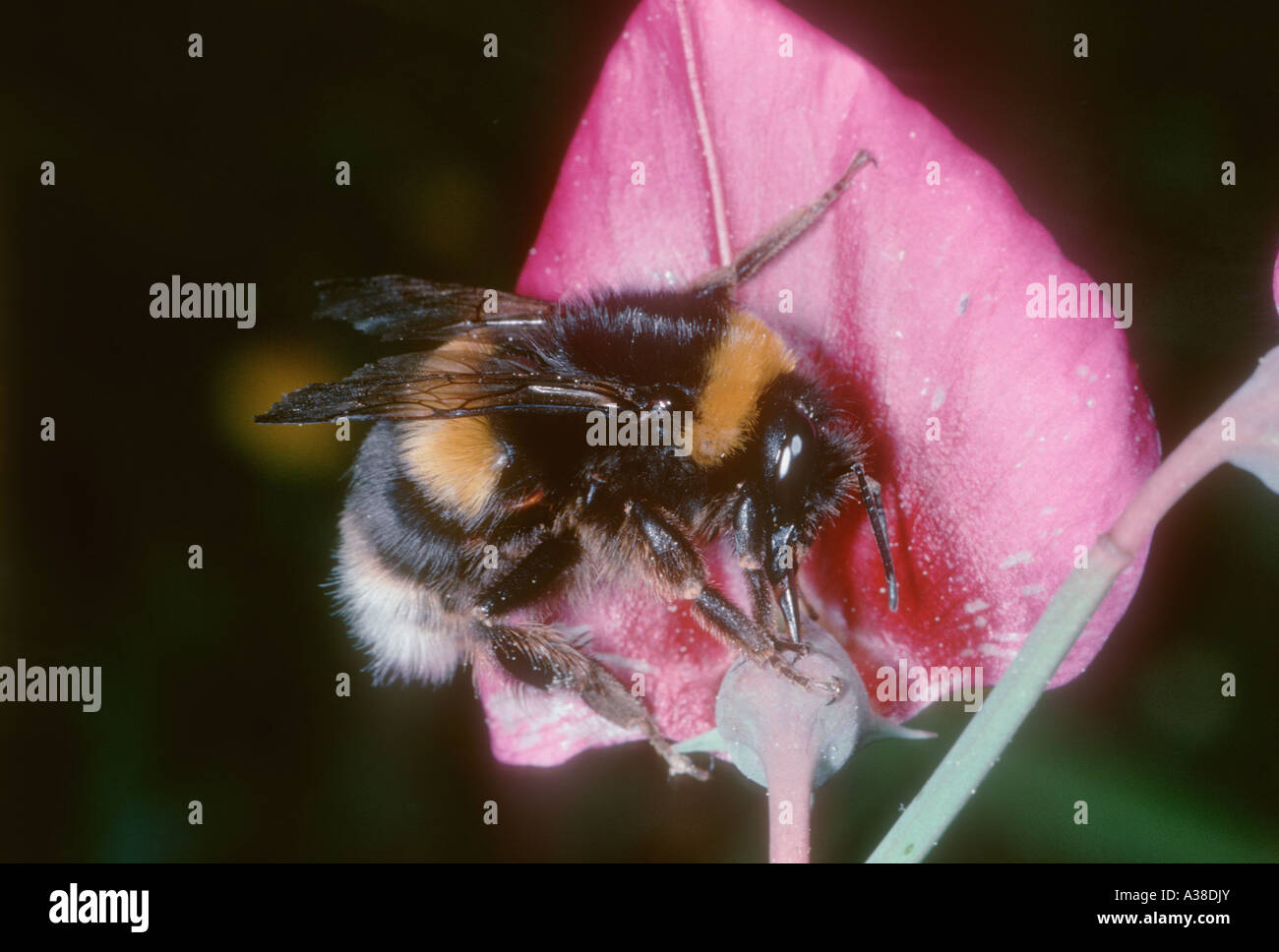 Bumblebees bombus terrestris collecting hi-res stock photography and ...