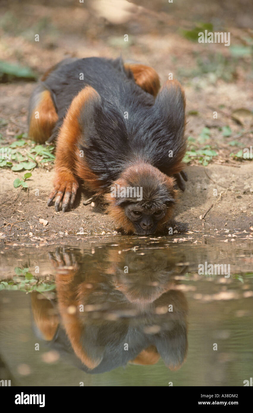 Red Colubus Colubus pennanti Drinking Stock Photo - Alamy