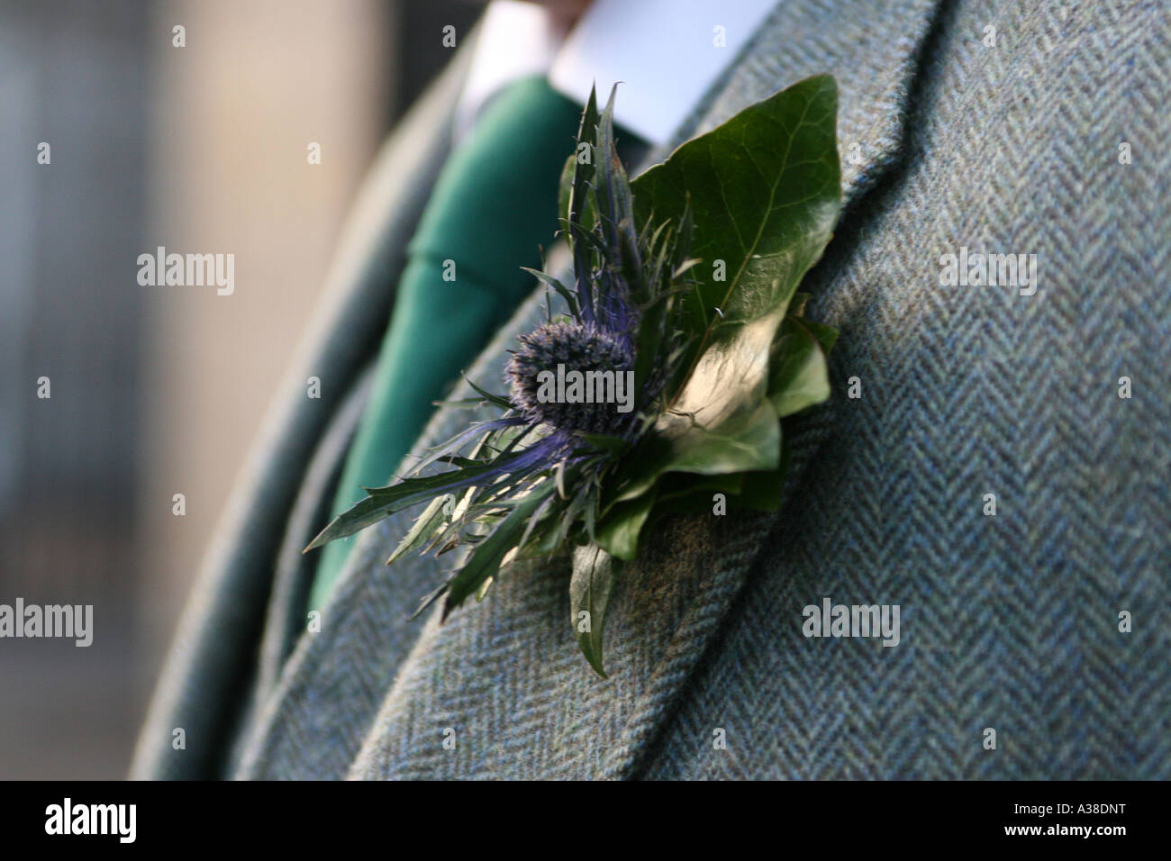 Best man's button hole - Scottish thistle for a Christmas Wedding Stock ...
