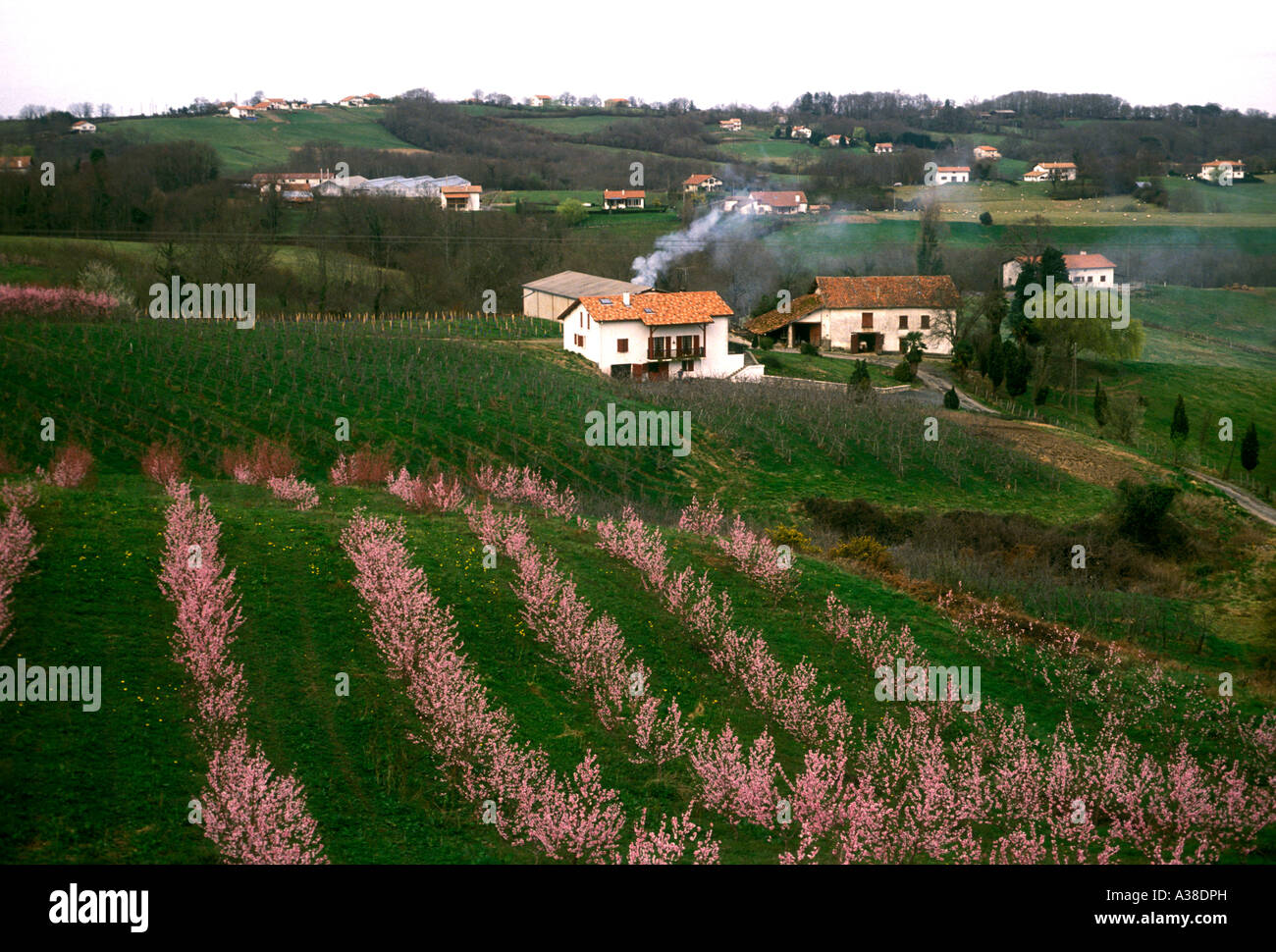 Agriculture agricultural crop nectarine orchard in the French Basque ...