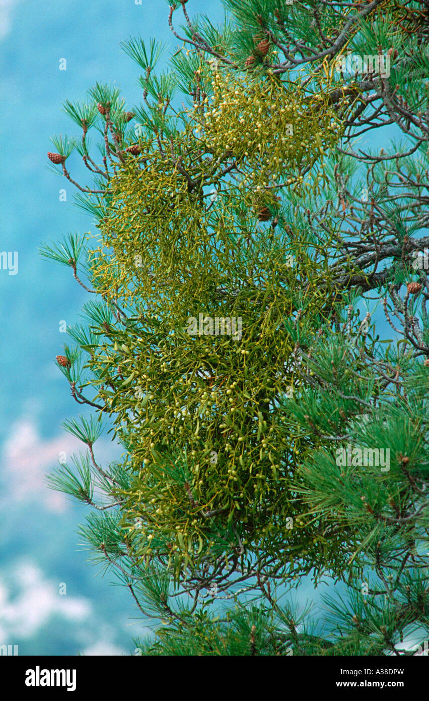 Mistletoes viscum album parasite hi-res stock photography and images ...