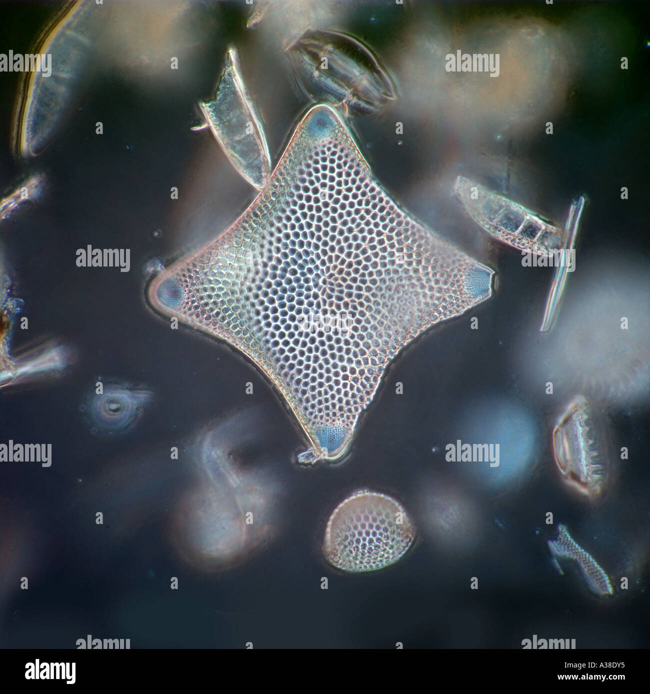 Marine Plankton Diatom Stock Photos & Marine Plankton Diatom Stock ...