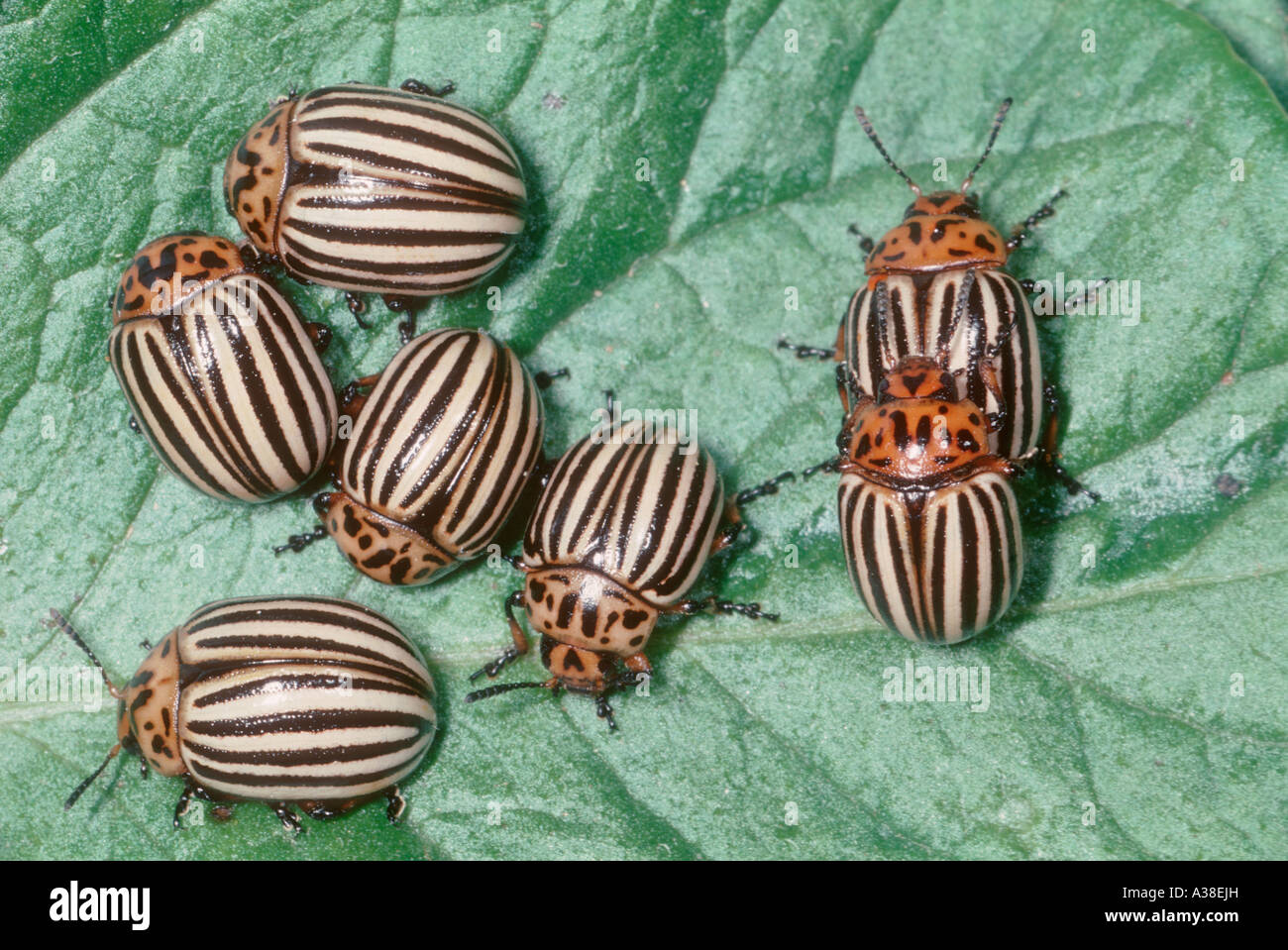 Colorado Beetles, Leptinotarsa decemlineata. Group on potato leaf Stock ...