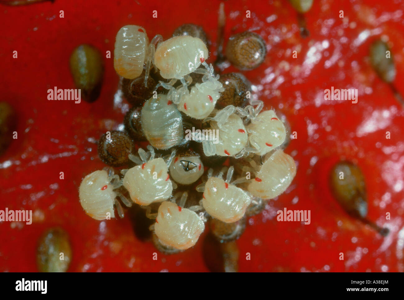 Pentatomidae eggs hi-res stock photography and images - Alamy