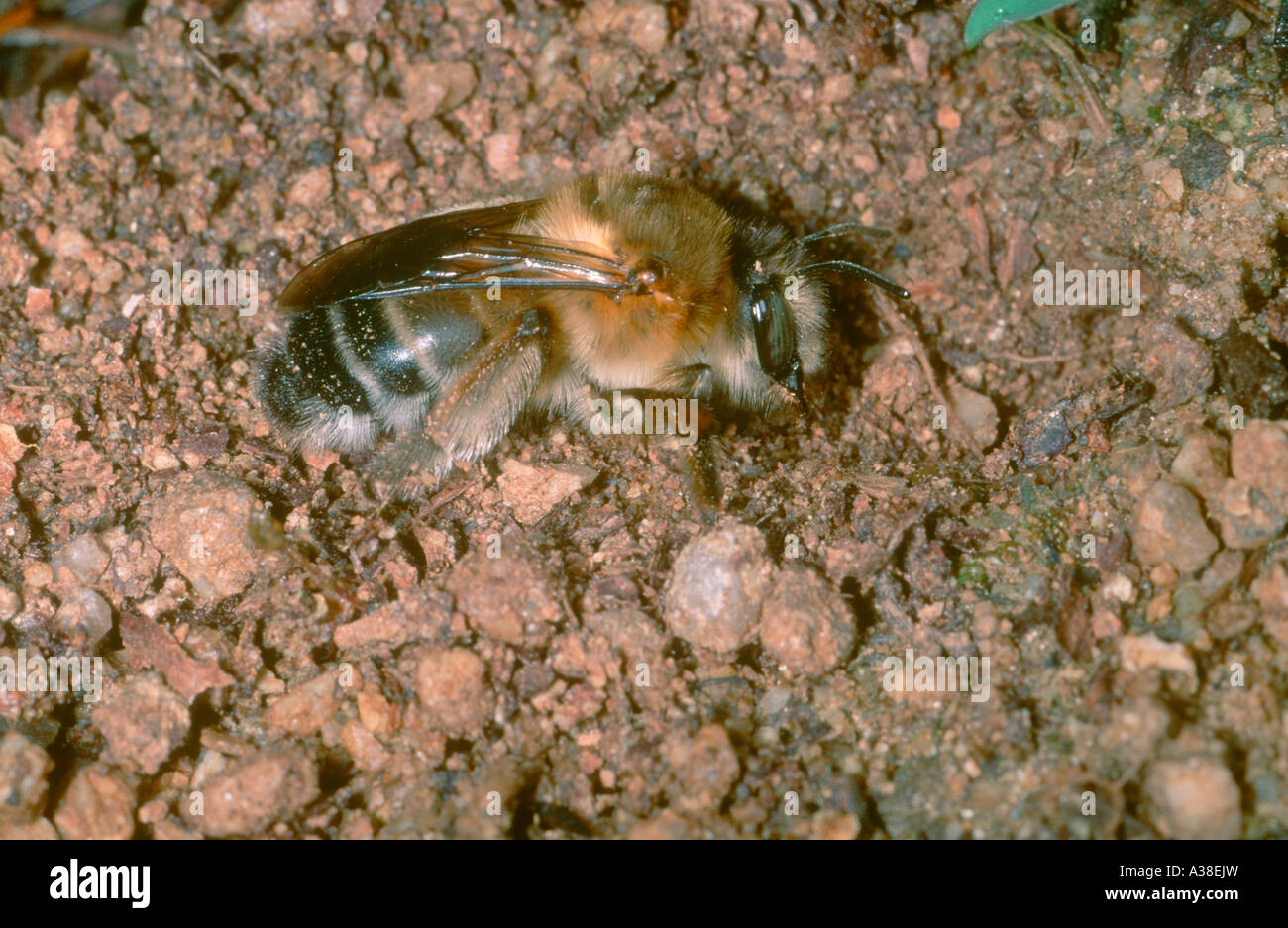 Ground nesting bees hi-res stock photography and images - Alamy