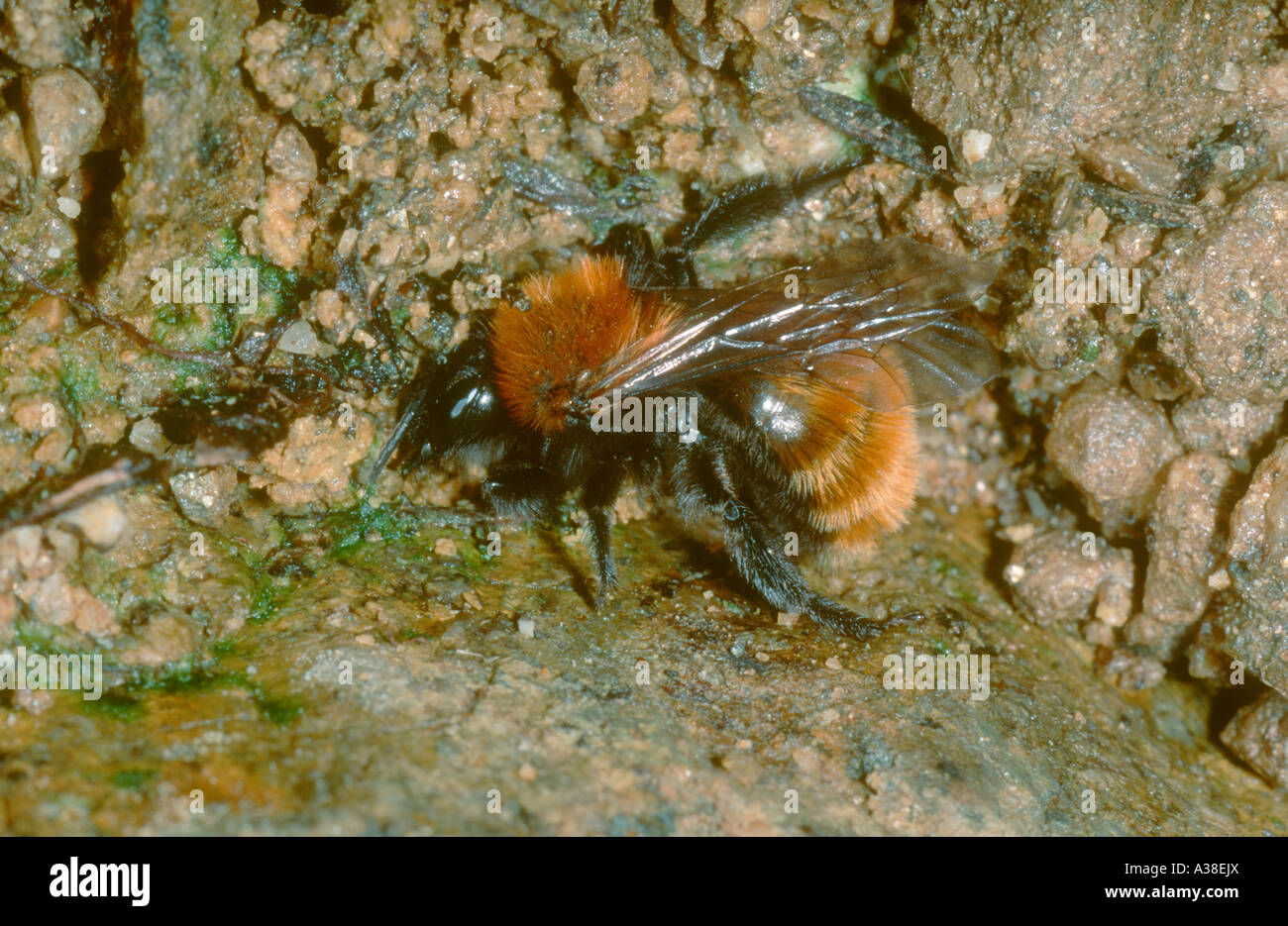 Tawny Mining Bee, Andrena fulva. On ground drinking water Stock Photo ...