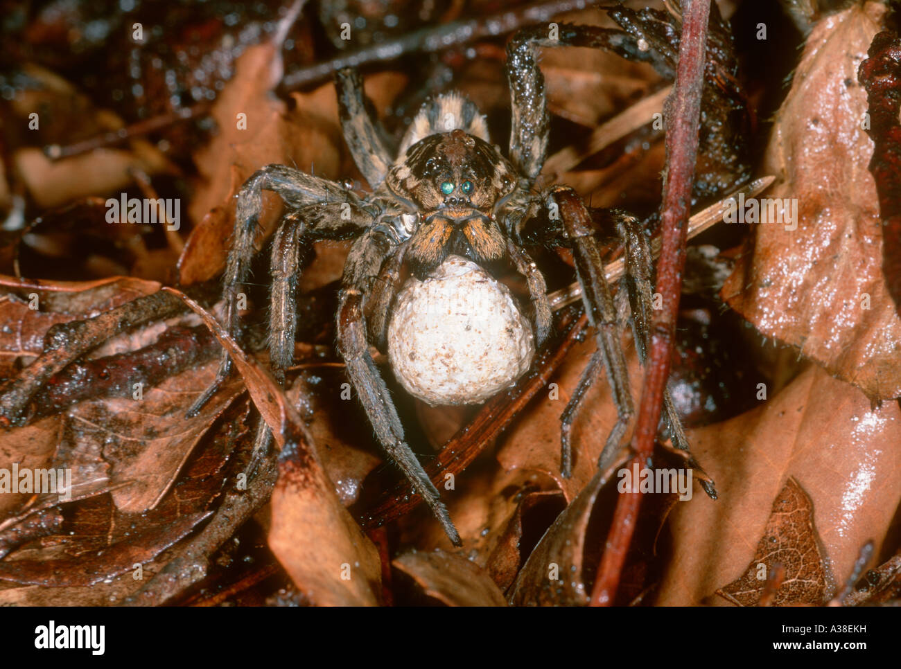 Wolf Spider, Lycosa radiata. Female with egg sac Stock Photo - Alamy