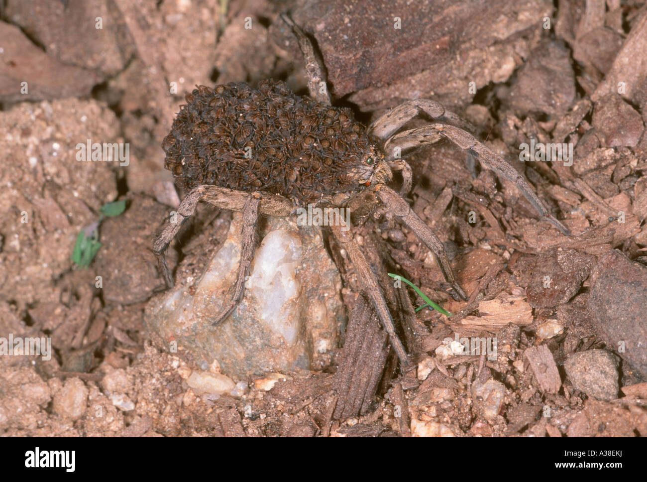 Wolf Spider, Lycosa radiata. Female with abdomen full of nymphs Stock ...