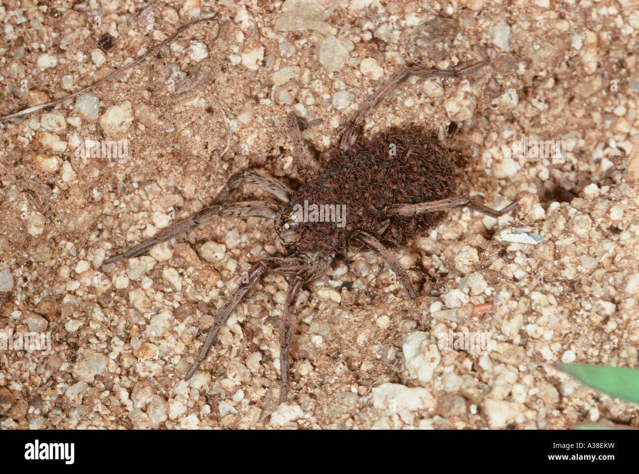 Wolf Spider, Lycosa radiata. Female on ground with abdomen full of ...