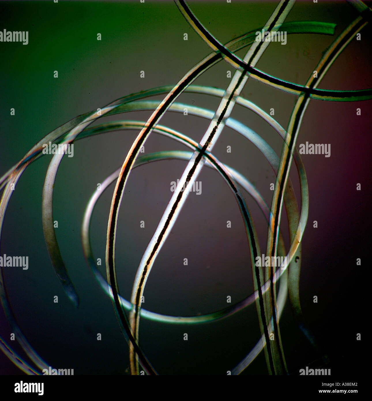 Sheep hair cross polarized photomicrograph Ovis aries Stock Photo - Alamy