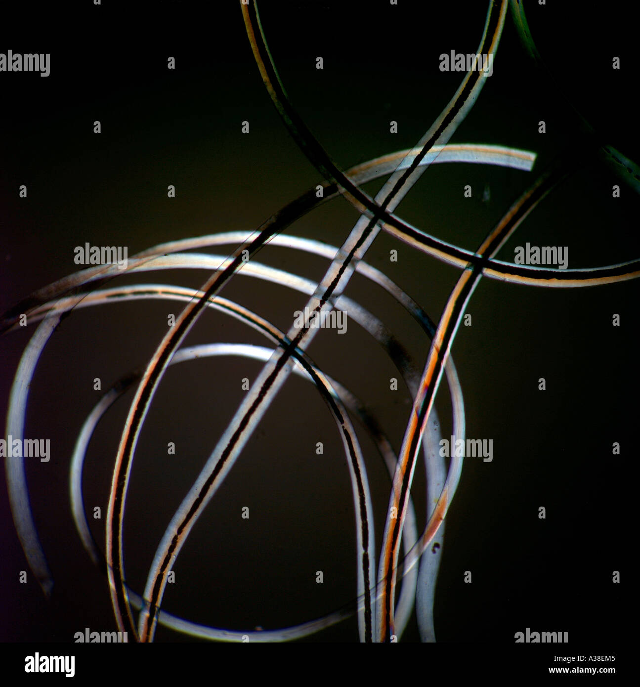 Sheep hair cross polarized photomicrograph Ovis aries Stock Photo - Alamy