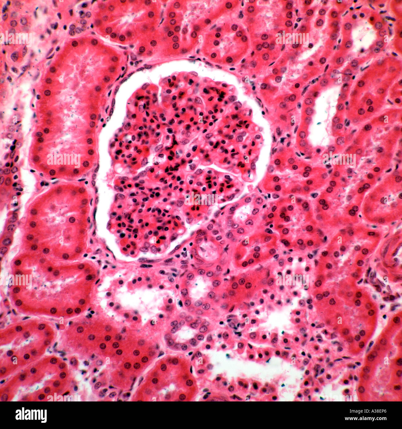 Human kidney section brightfield photomicrograph Stock Photo - Alamy