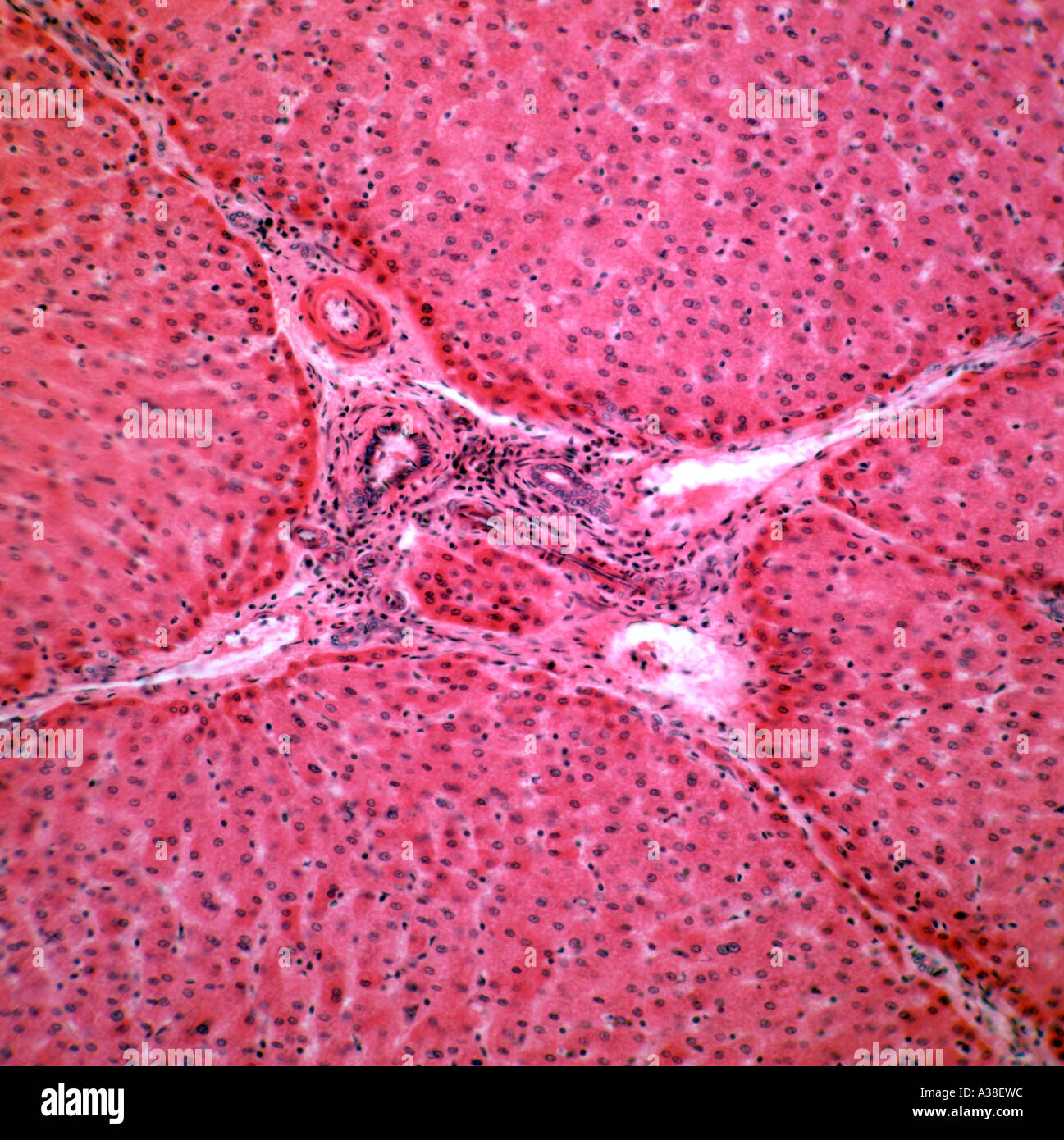 Liver Histology Model Labeled