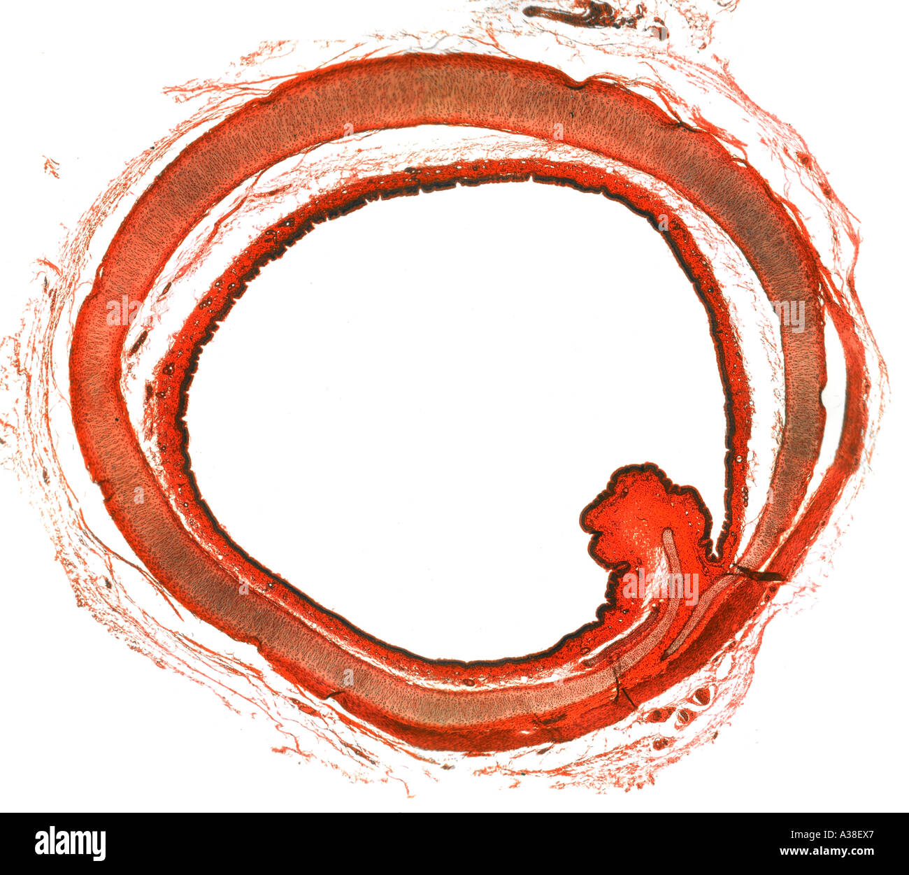 Human trachea windpipe transverse section Stock Photo - Alamy