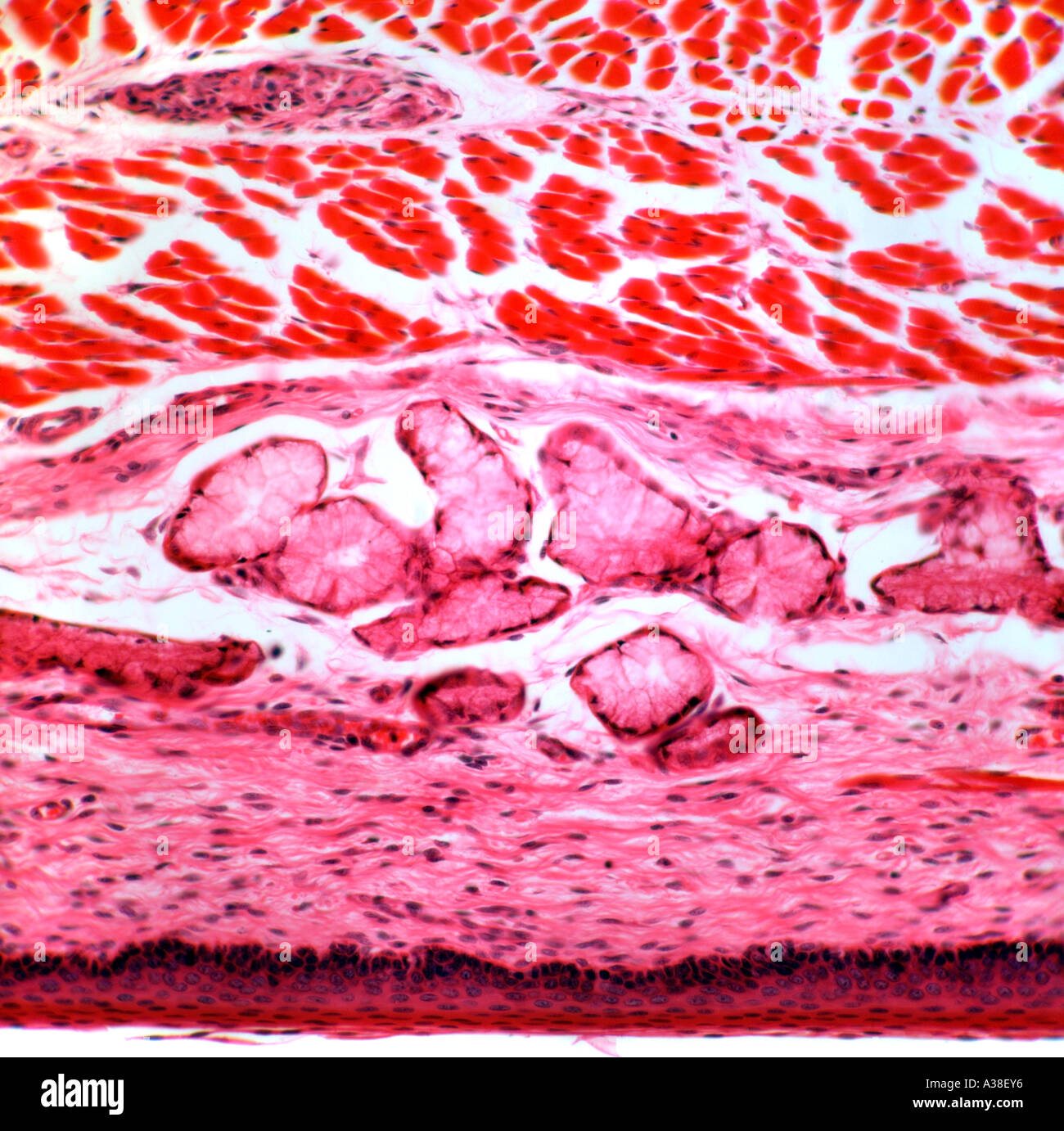 Stratified Squamous Epithelium