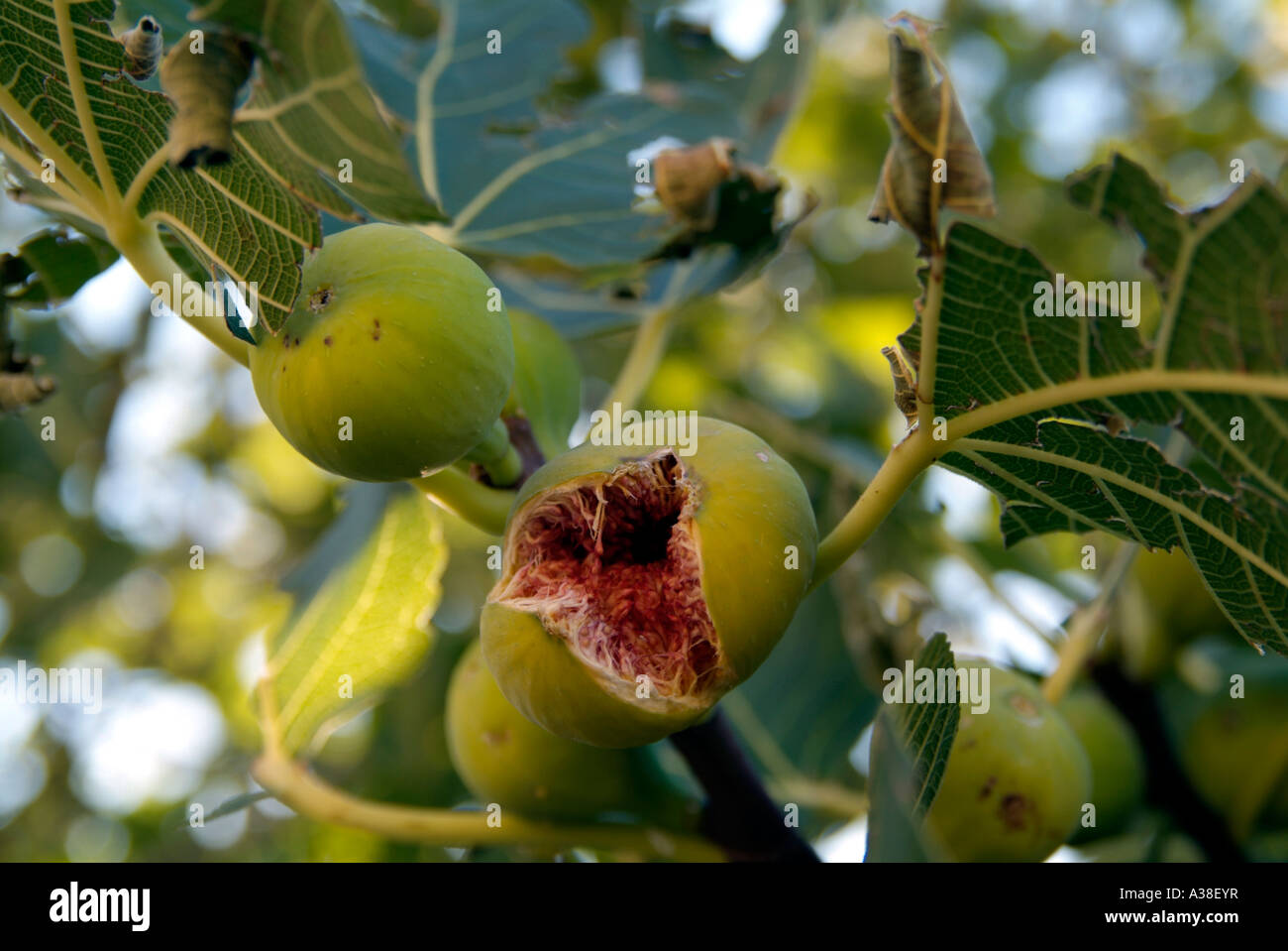 A ripe fig on the tree which has burst open to reveal the pink flesh ...