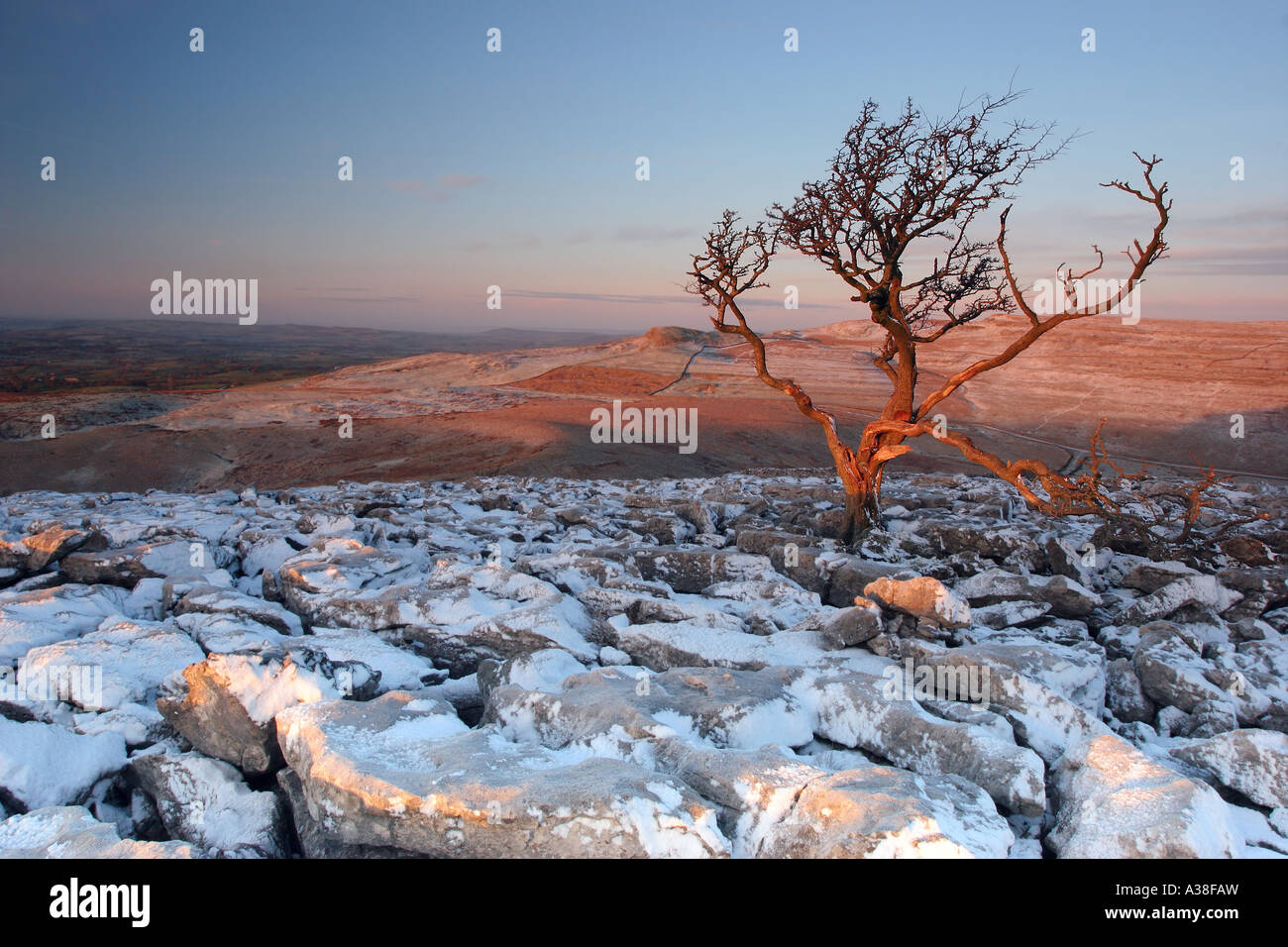Winter Hawthorn in Dawn Light Scales Moor Twisleton, Yorkshire Dales ...