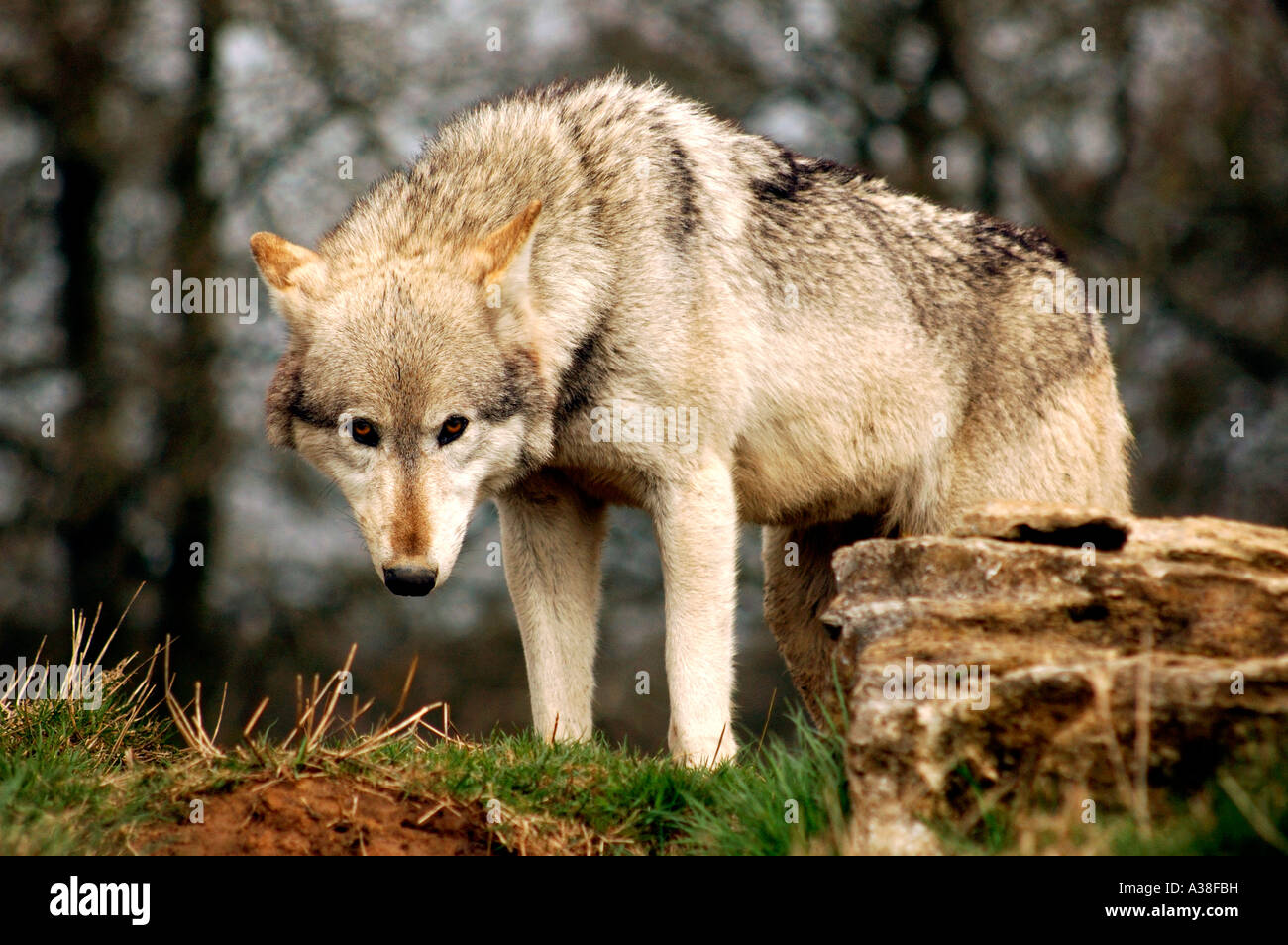 Grey Wolf staring Stock Photo - Alamy