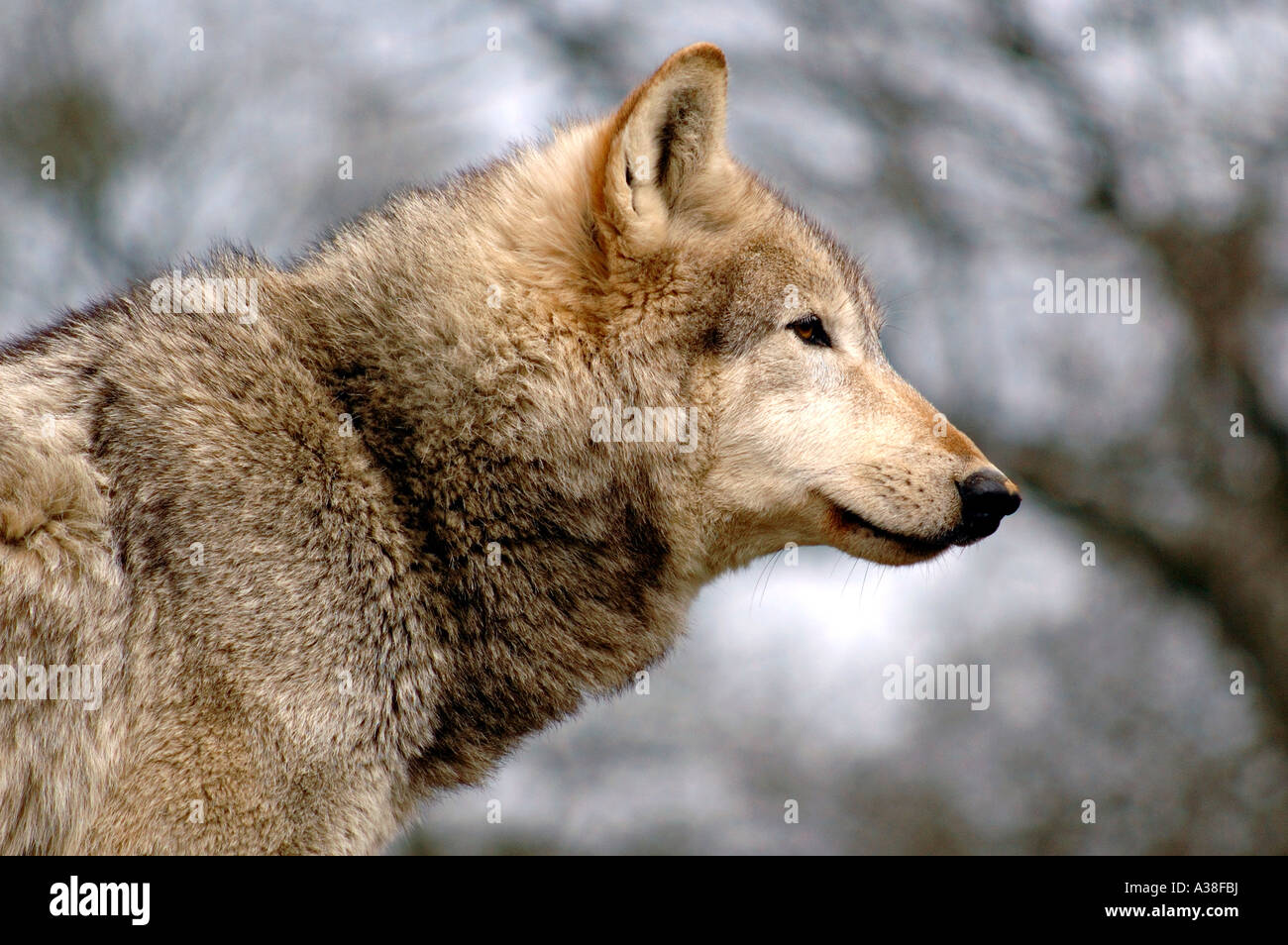 Grey Wolf portrait Stock Photo - Alamy