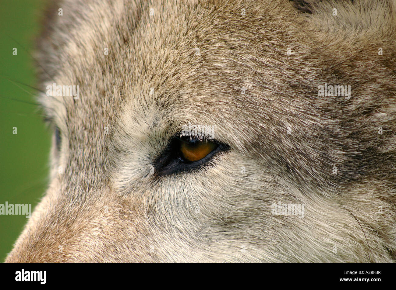 Grey Wolf eye close up Stock Photo - Alamy