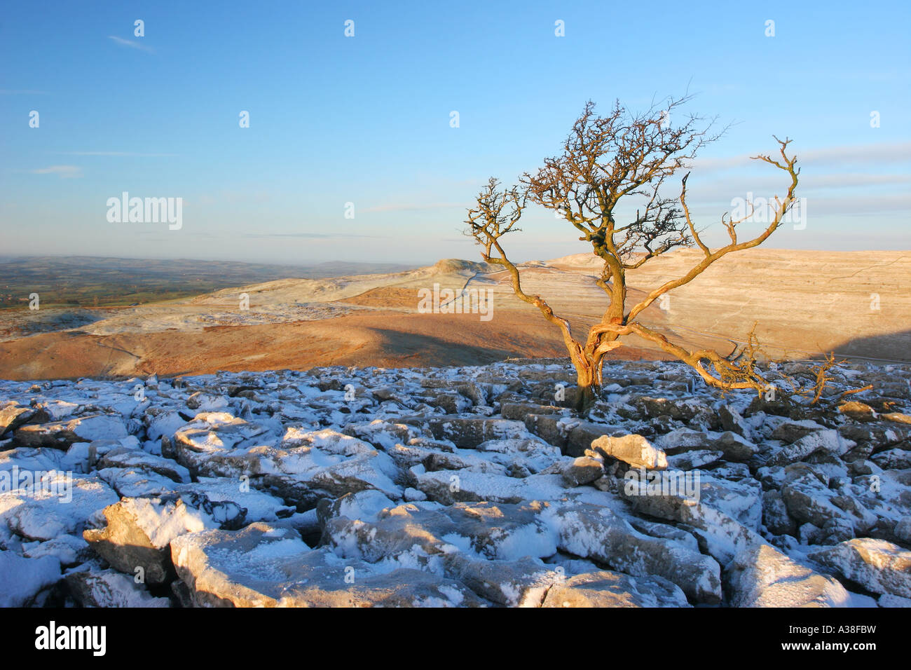 Winter Hawthorn in Dawn Light Scales Moor Twisleton Yorkshire Dales ...