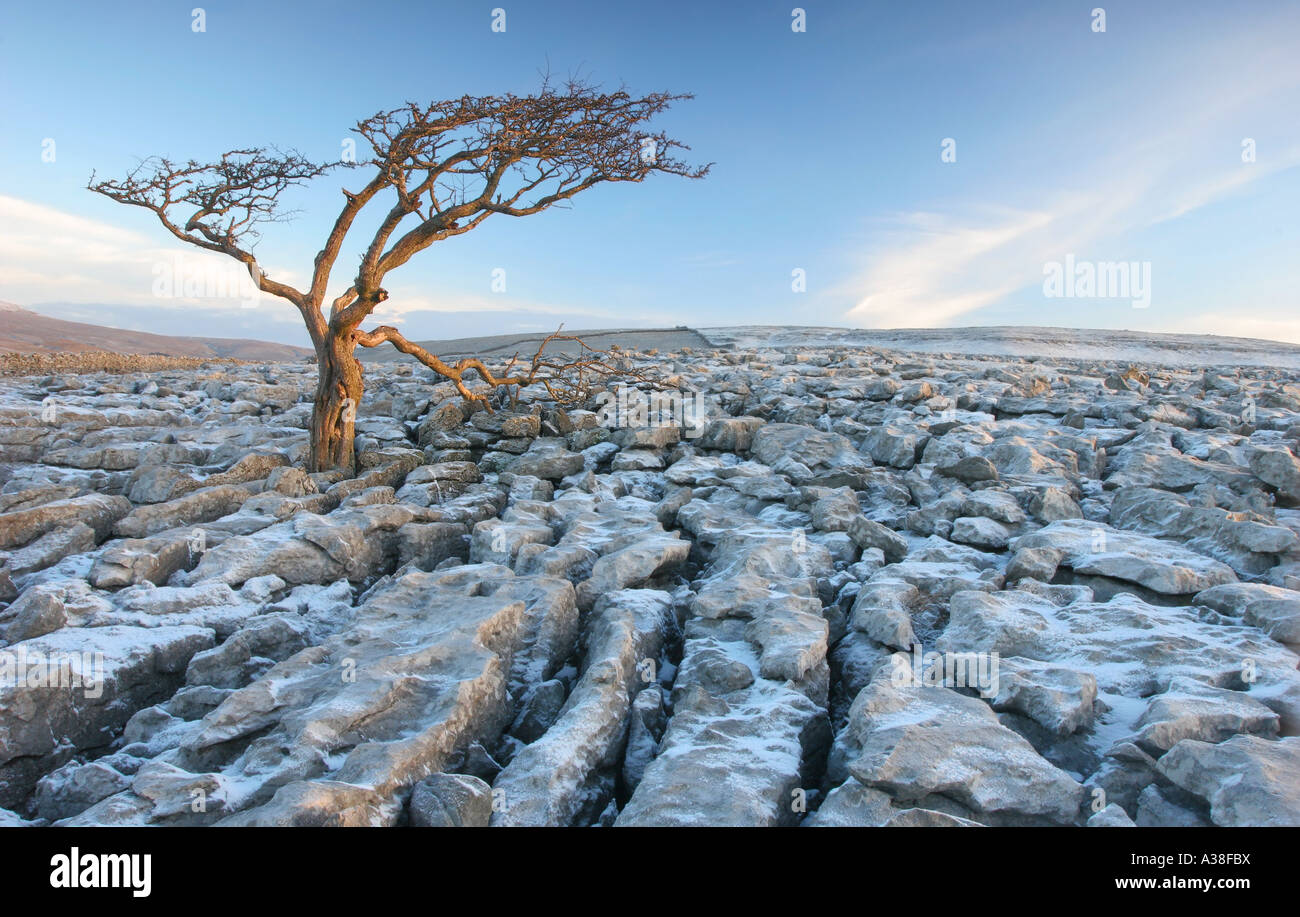 Winter Hawthorn Scales Moor Twisleton Yorkshire Dales North Yorkshire ...