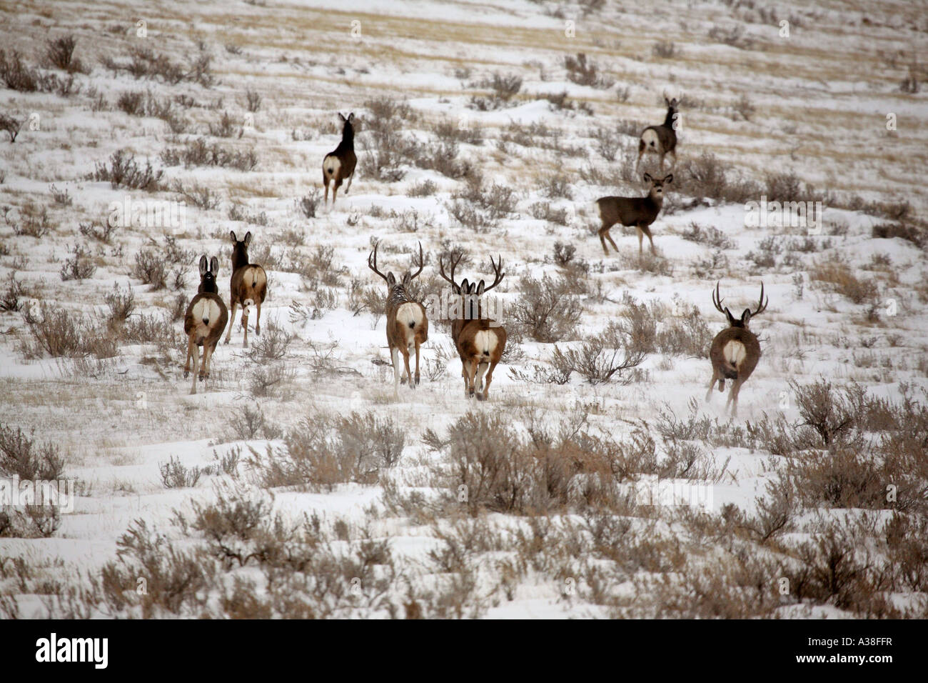 Mule deer herd in winter hi-res stock photography and images - Alamy